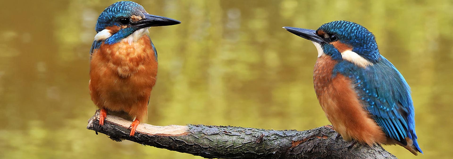 Birdwatching Tours in Slovakia | Slovakia Travel